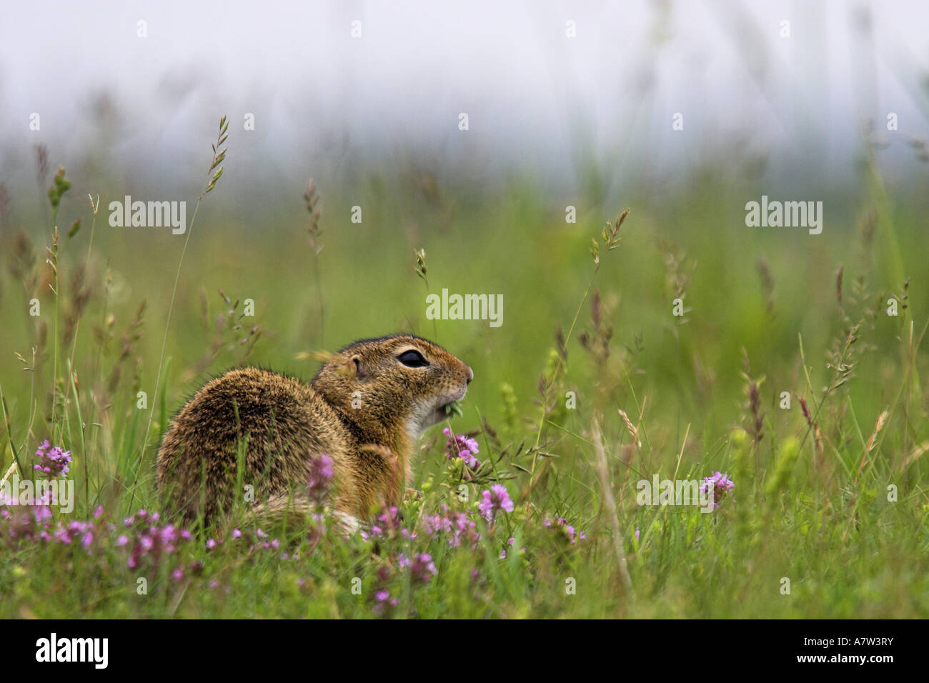 European ground squirrel, European suslik, European souslik (Citellus ...