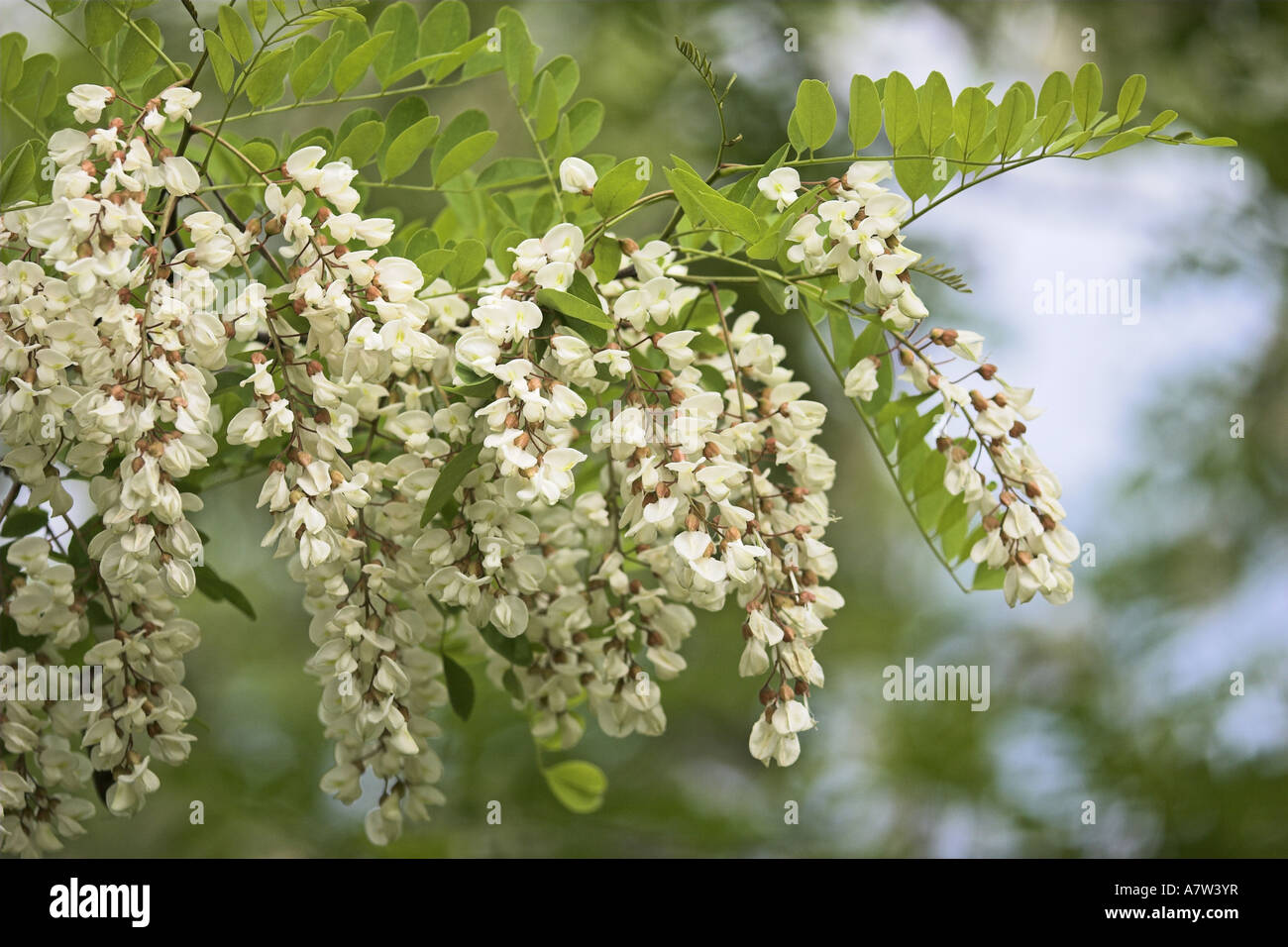 common locust, black locust, robinia (Robinia pseudoacacia ...