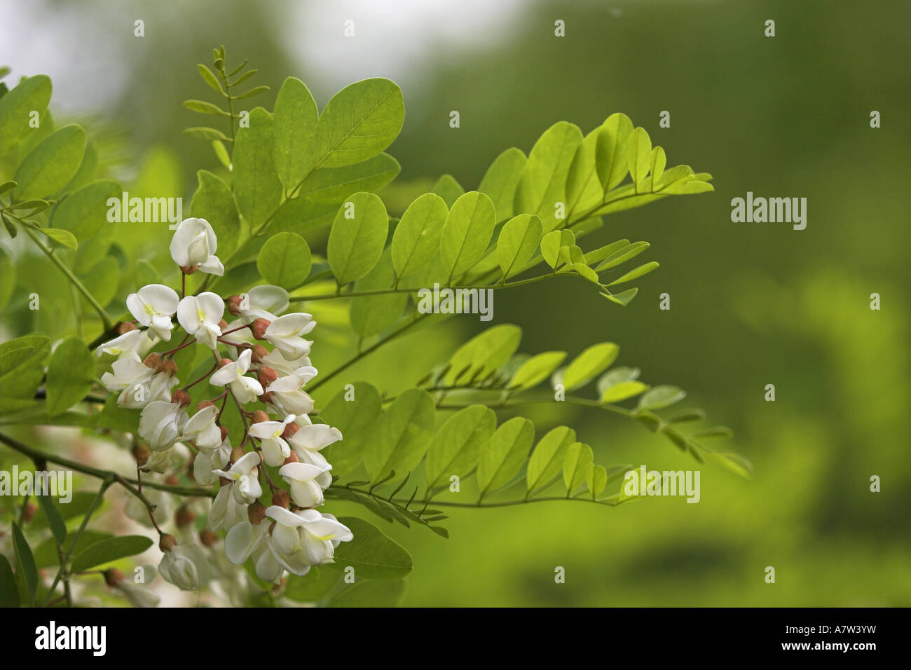 common locust, black locust, robinia (Robinia pseudoacacia ...