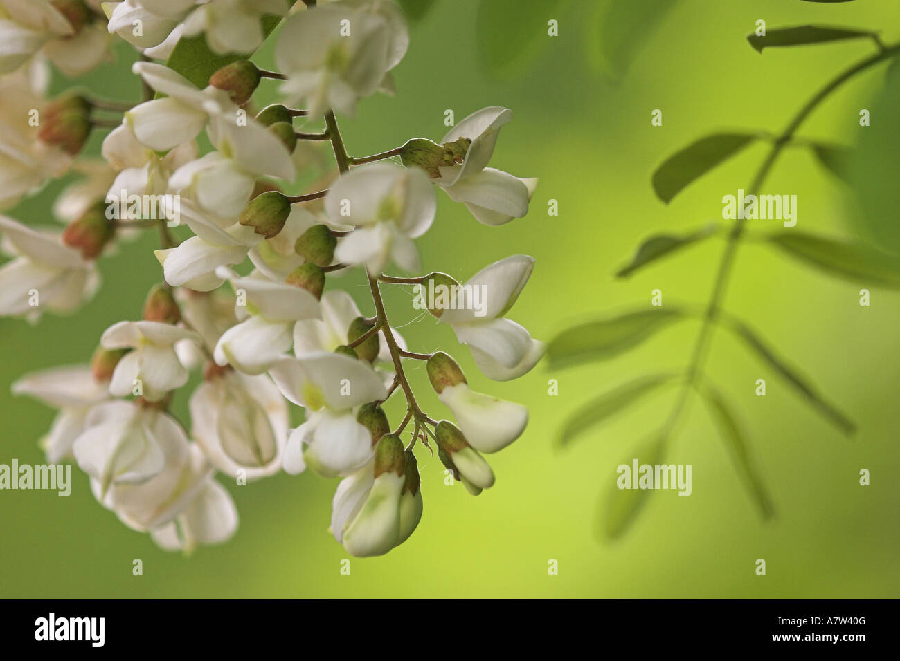 common locust, black locust, robinia (Robinia pseudoacacia ...