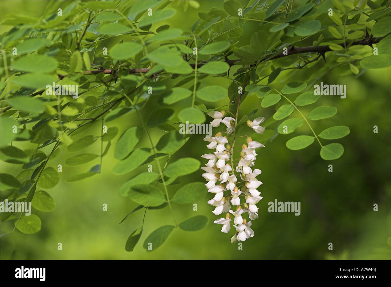 common locust, black locust, robinia (Robinia pseudoacacia ...