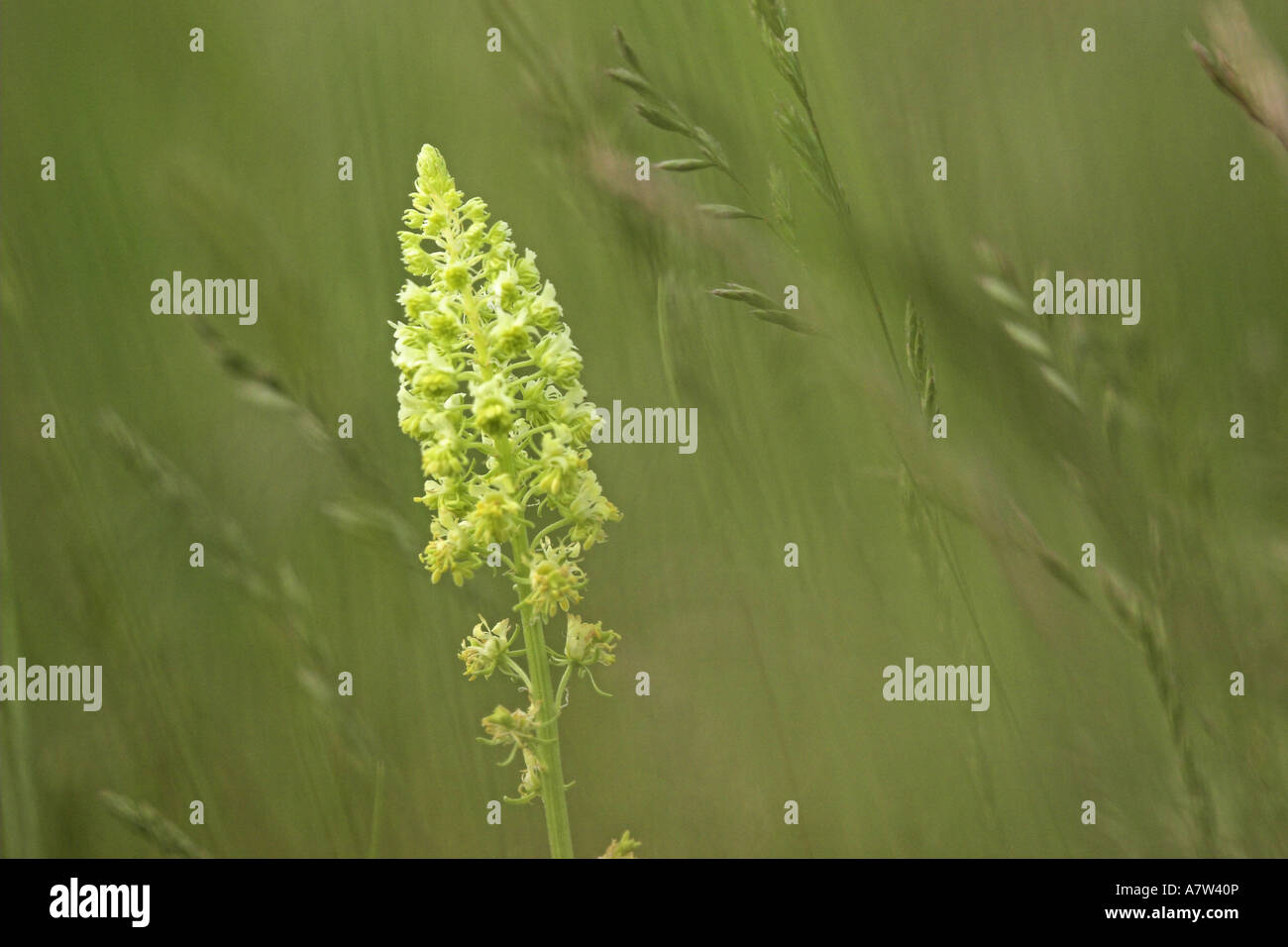 yellow mignonette, wild mignonette (Reseda lutea), inflorescence ...