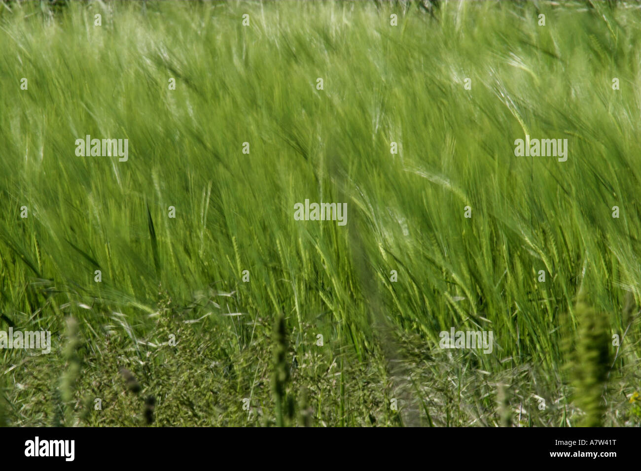 common barley, six-rowed barley (Hordeum vulgare), field in wind ...
