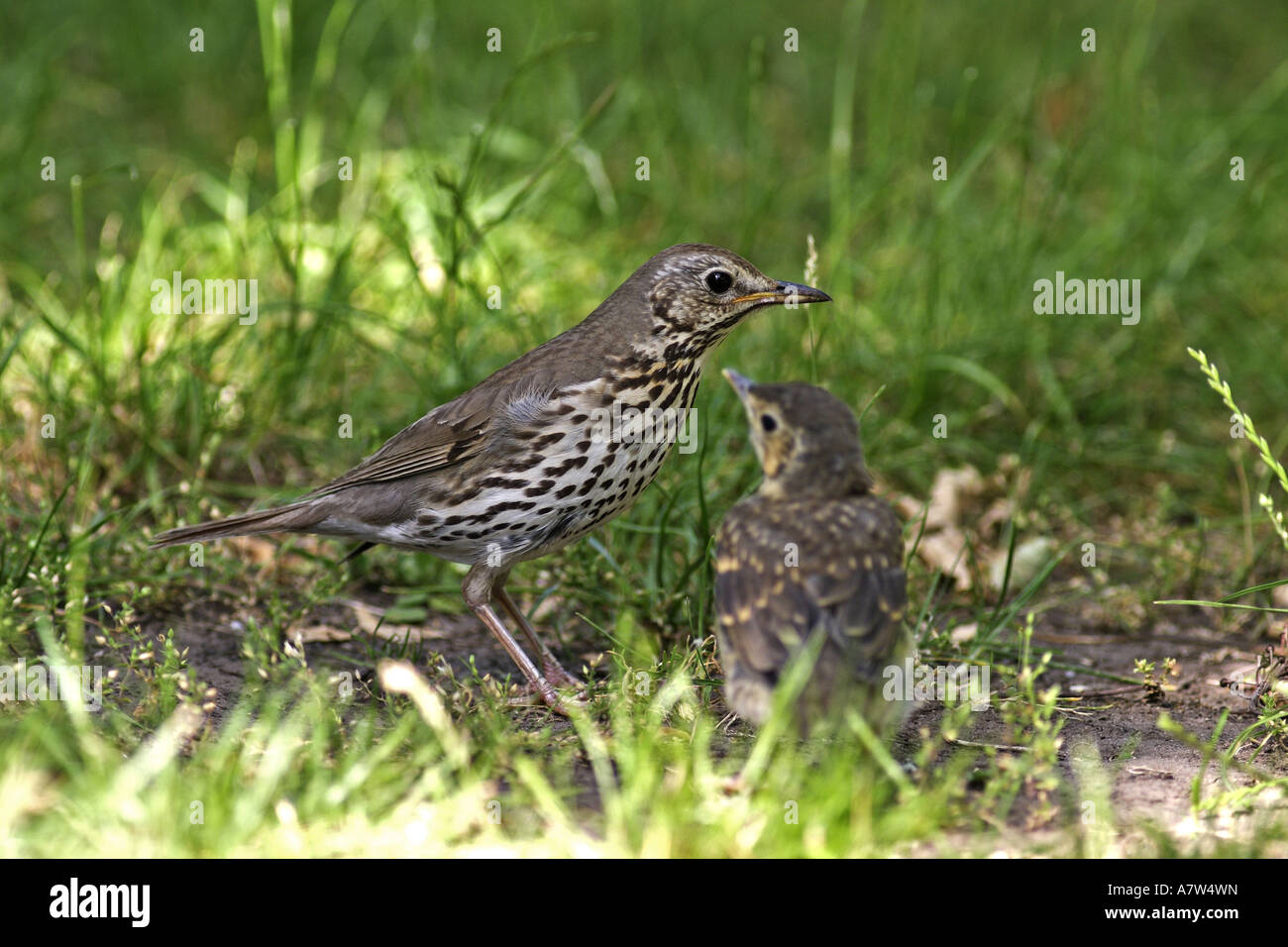 song thrush (Turdus philomelos), feeding fully-fledged fledgling ...