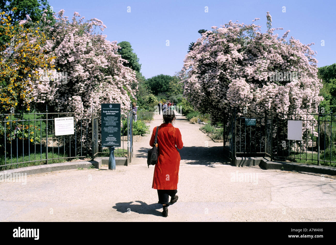 France, Paris, walk through trees in blossom at Jardin des Plantes ...