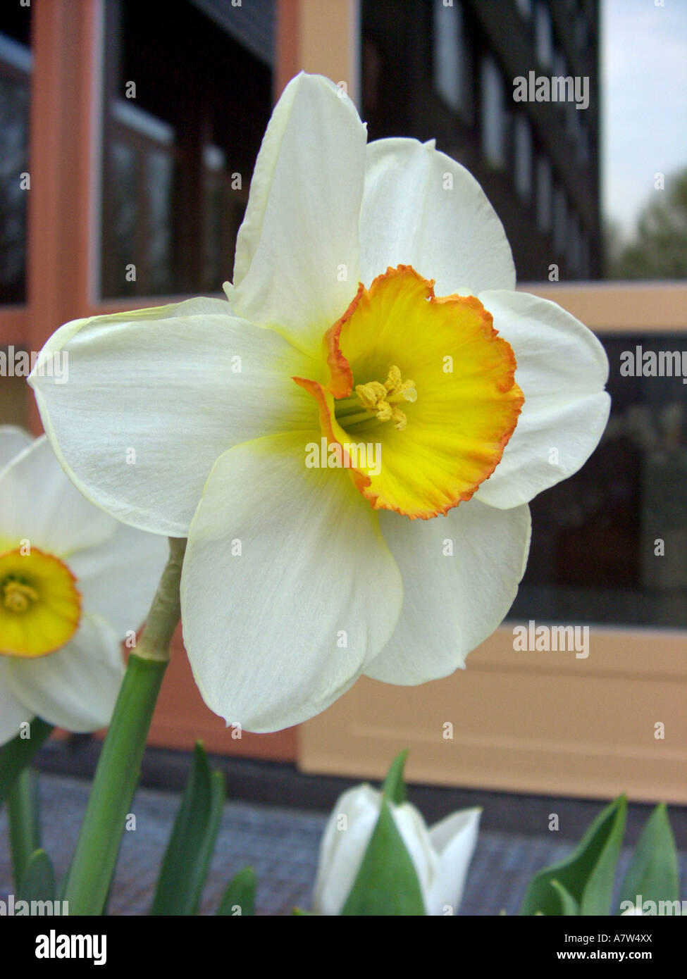 daffodil (Narcissus 'Flower Record', Narcissus Flower Record), blooming ...