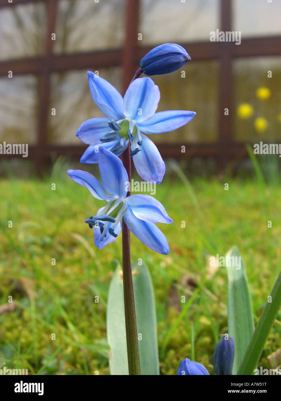 Siberian scilla, Siberian squill Scilla siberica Scilla sibirica ...