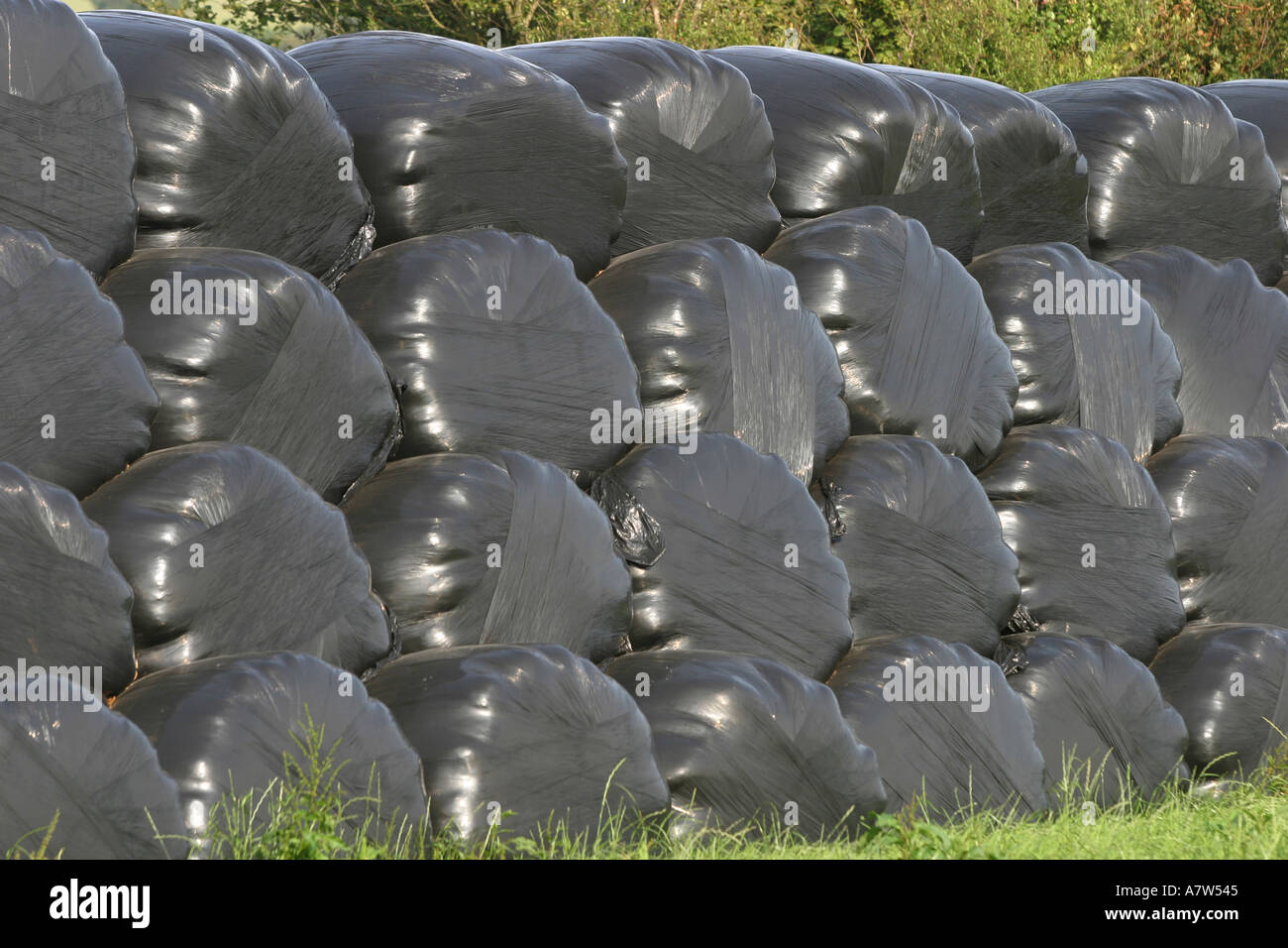 Hay wrapped in plastic on a South Wales farm Stock Photo - Alamy