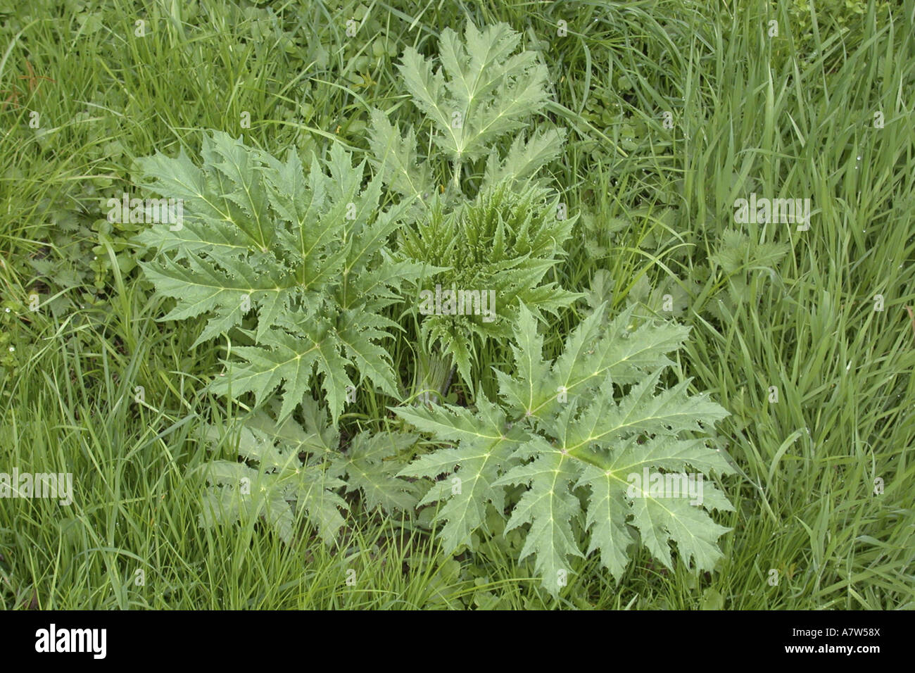 giant hogweed (Heracleum mantegazzianum), young individual in a meadow ...