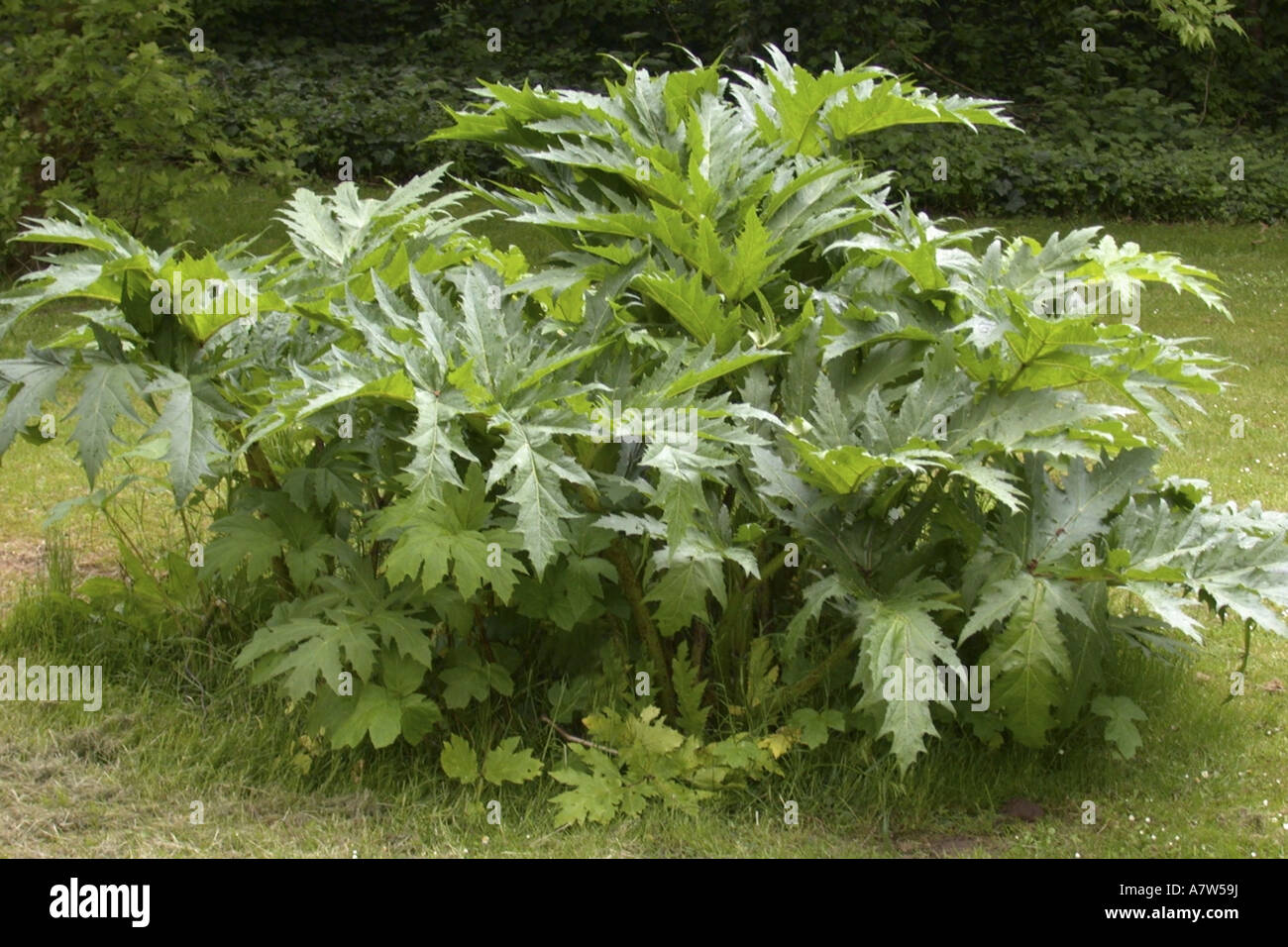 giant hogweed (Heracleum mantegazzianum), individual in a meadow Stock ...