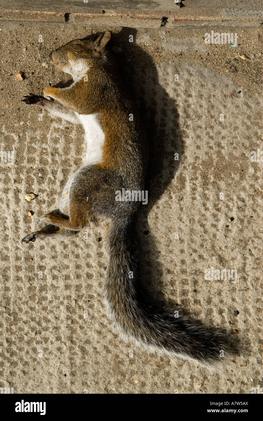 What Happens If A Dog Eats A Dead Squirrel