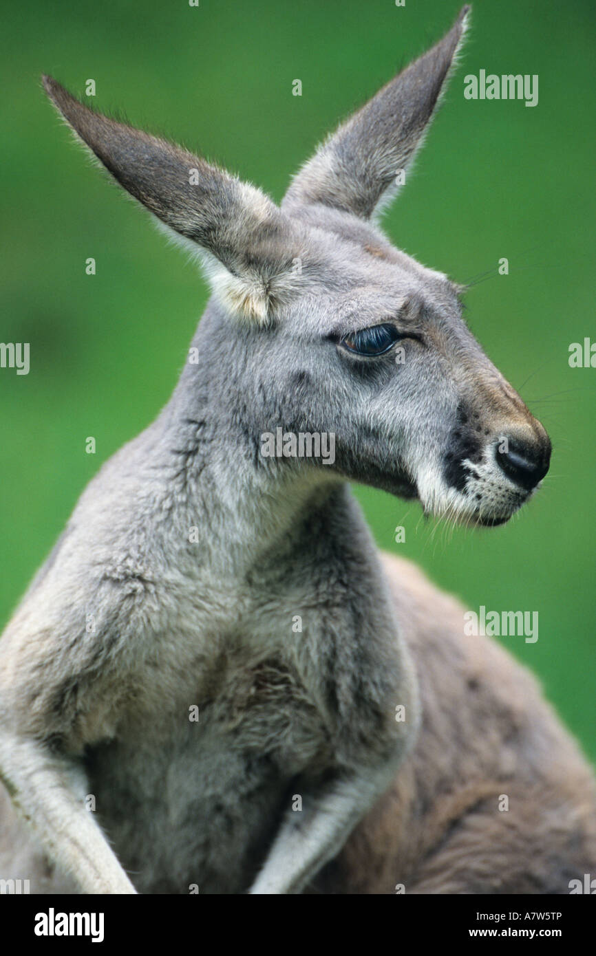 red kangaroo, plains Kangaroo, blue flier (Macropus rufus, Megaleia ...