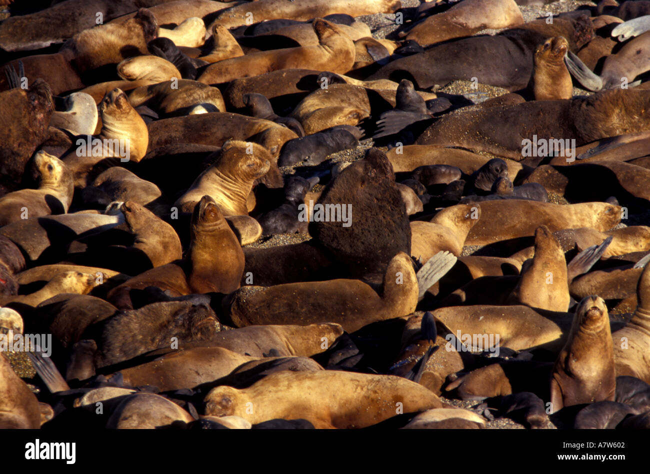 Animal behaviours hi-res stock photography and images - Alamy