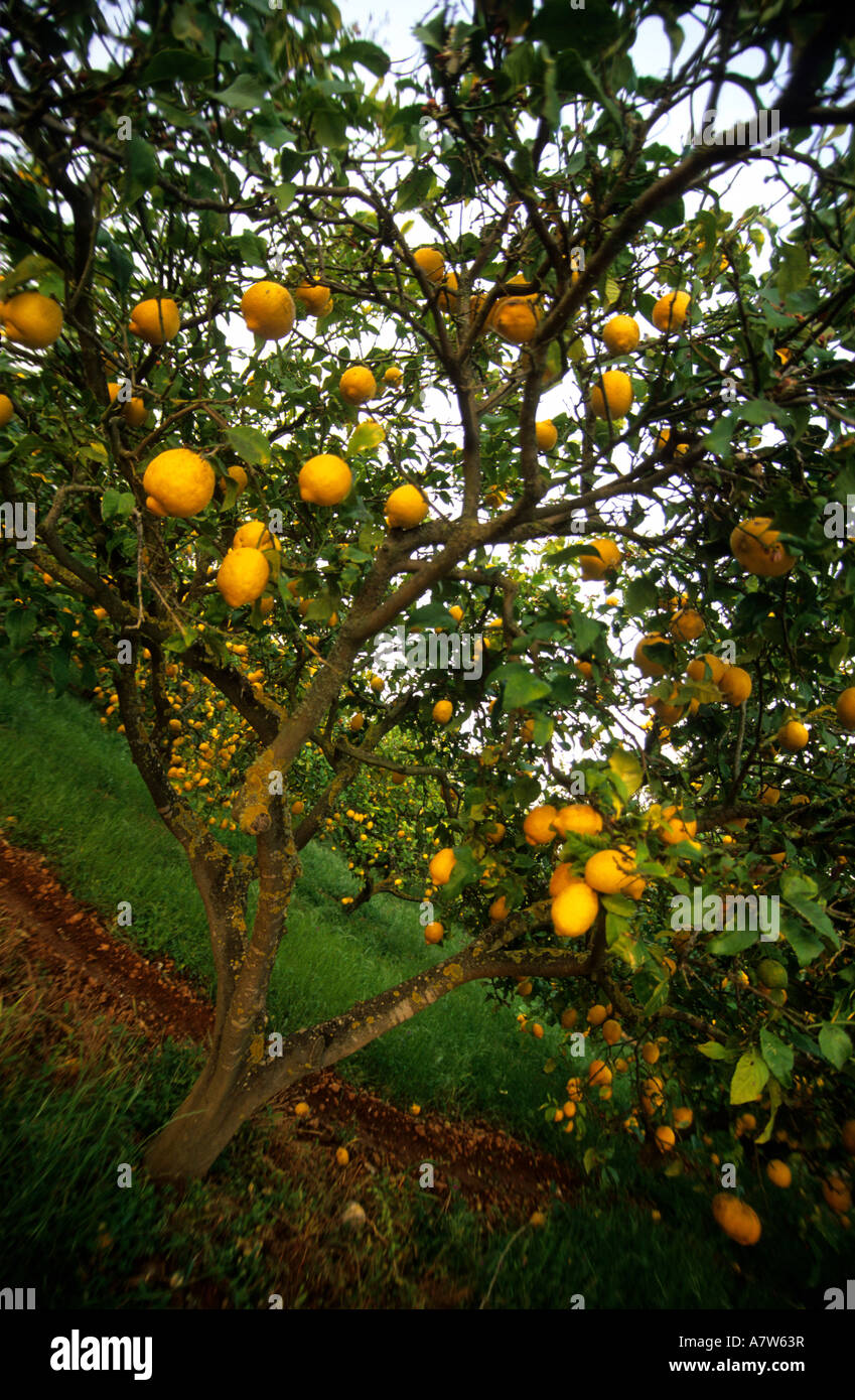 Lemon tree Ibiza Balearic islands Spain Stock Photo - Alamy