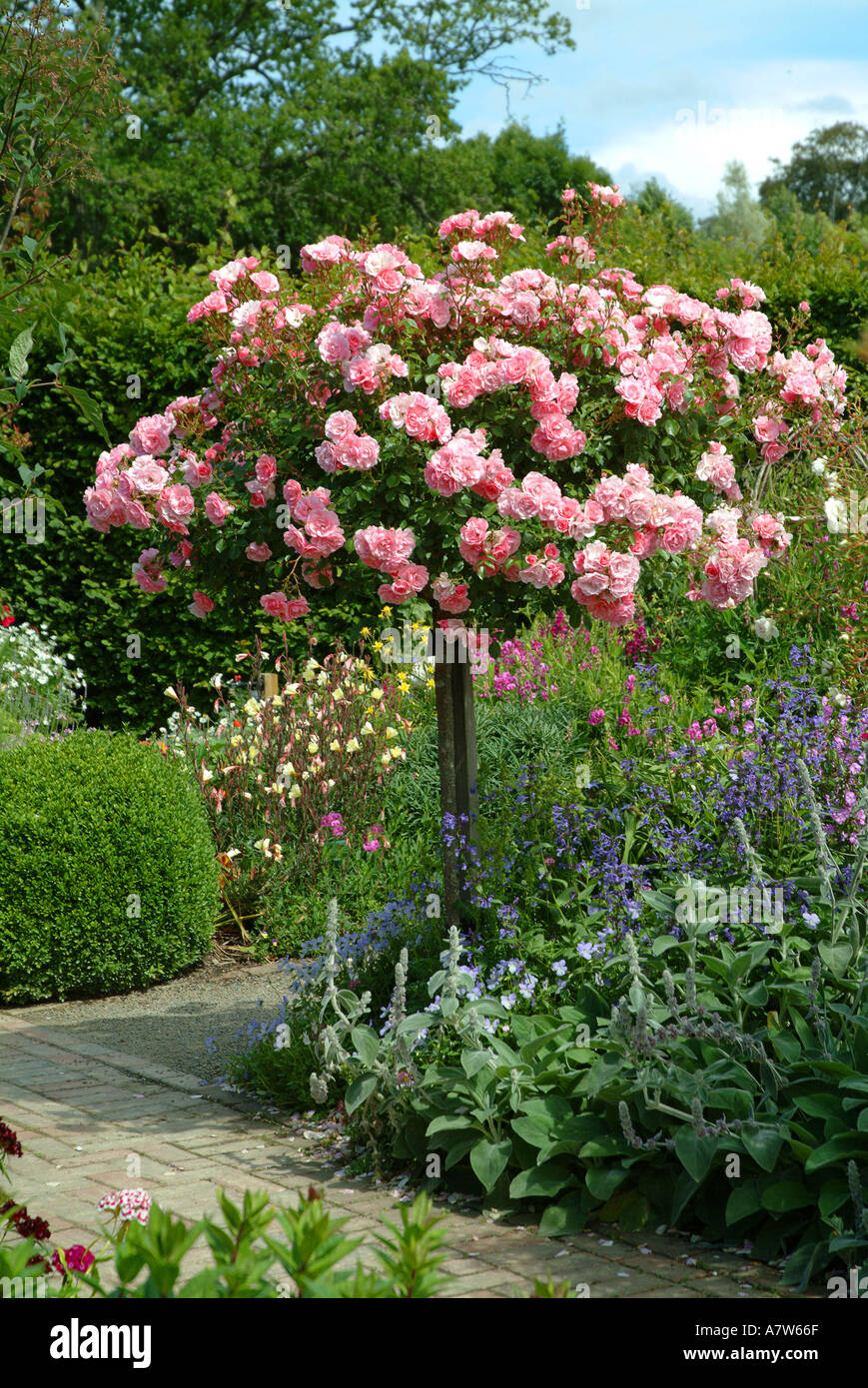 Pink Roses at RHS Rosemoor Gardens Stock Photo - Alamy