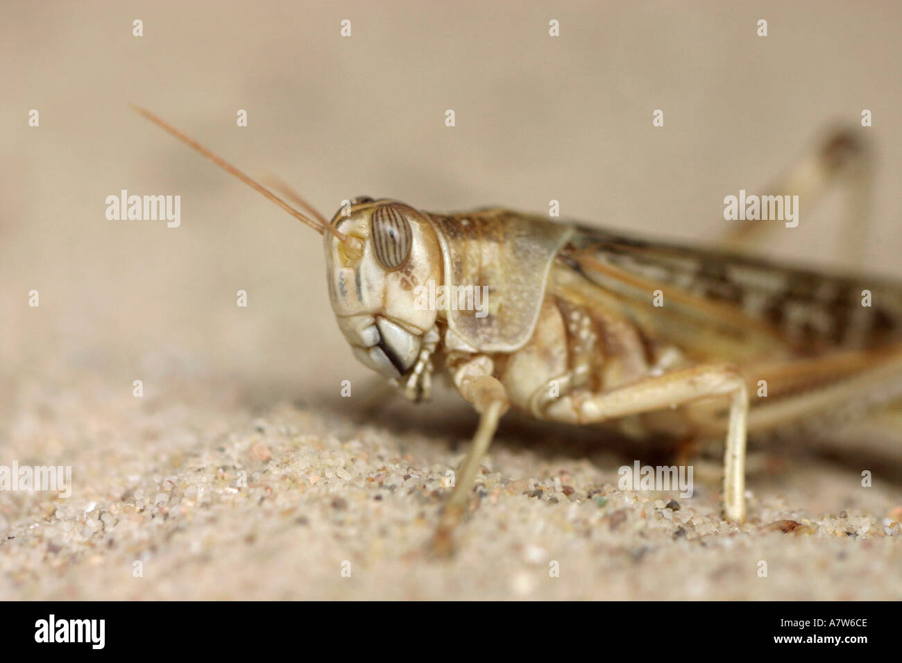 Locusts swarming hi-res stock photography and images - Alamy