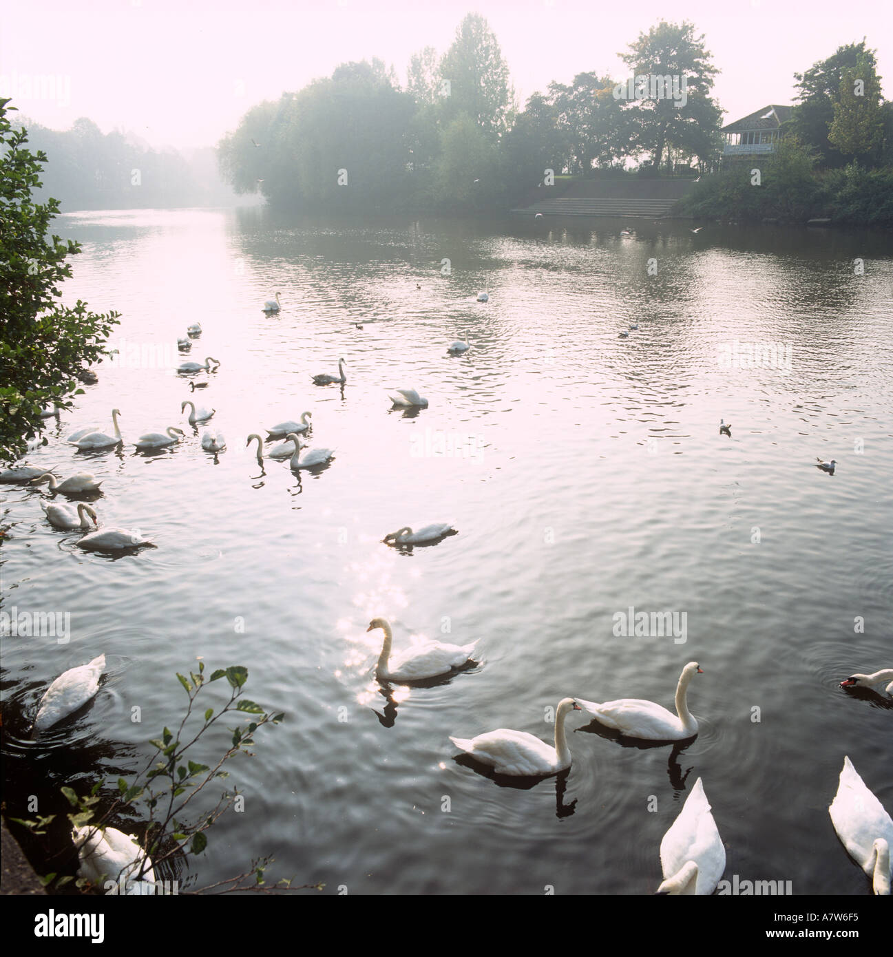 River severn duck hi-res stock photography and images - Alamy