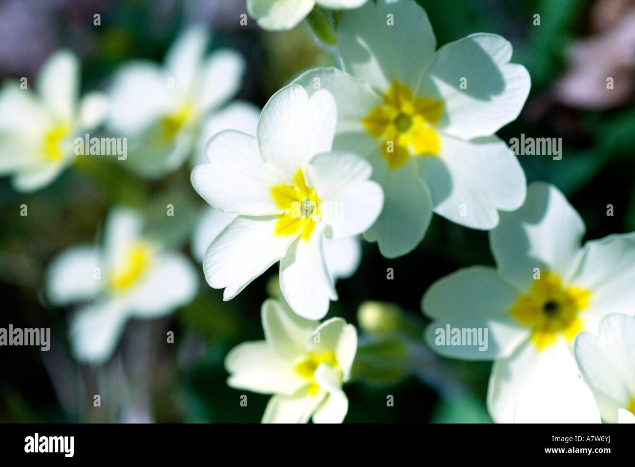 Sunny spring flowers. Naturalised Primroses Stock Photo - Alamy