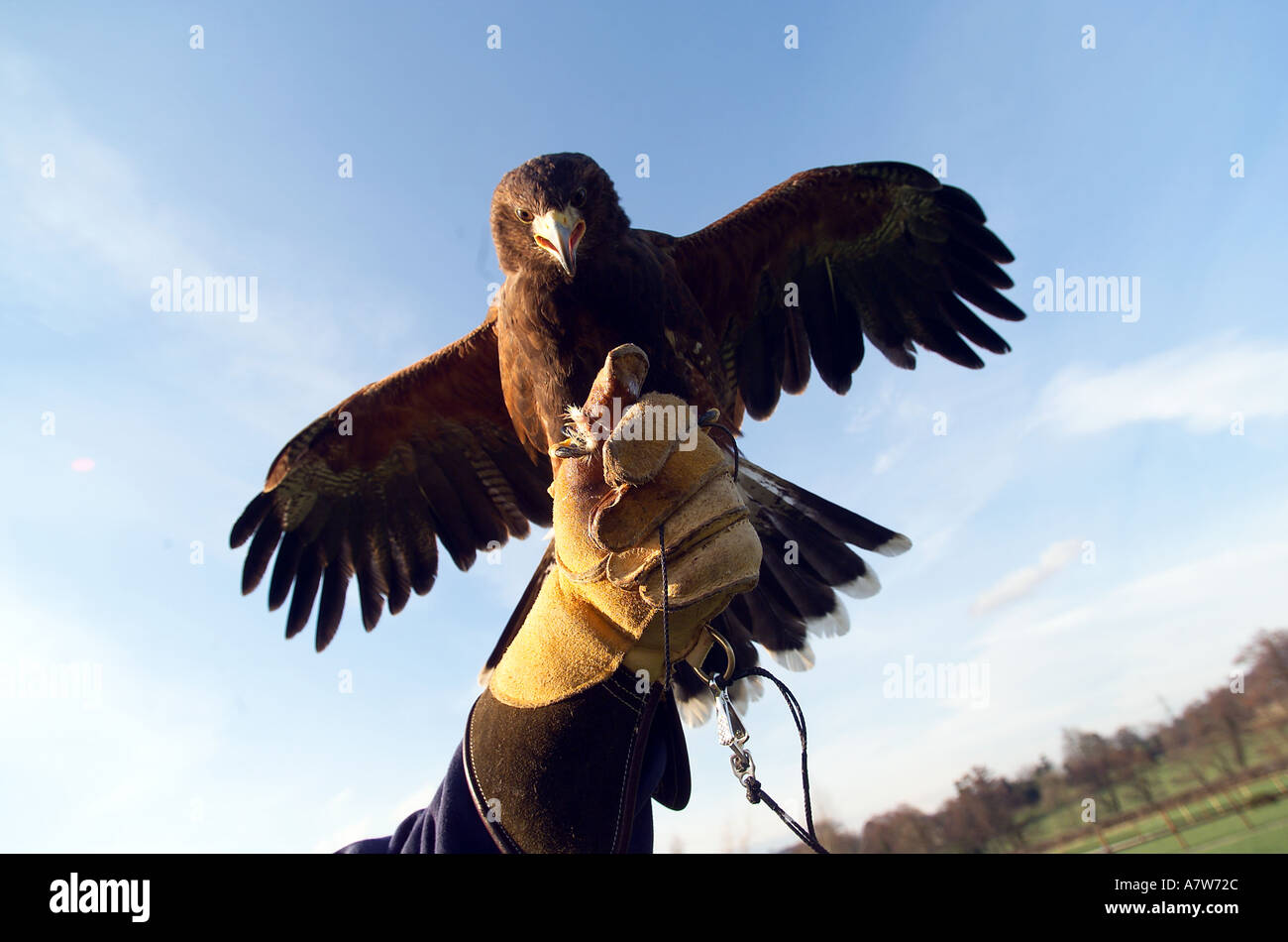 Falconing hi-res stock photography and images - Alamy