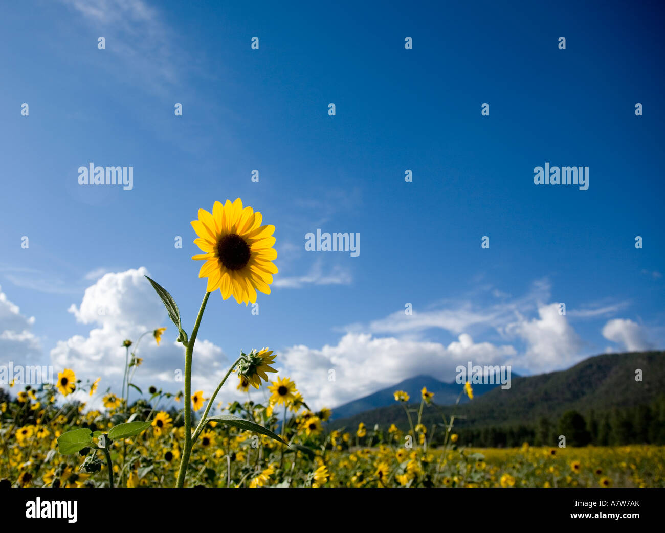 Wild sunflowers against San Francisco Peaks Flagstaff Arizona USA Stock ...