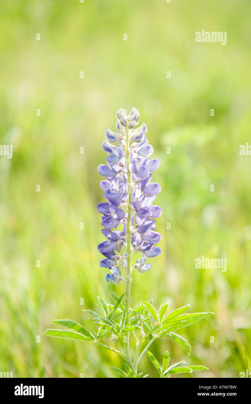 Purple wild flowers Coconino National Forest Arizona USA Stock Photo ...