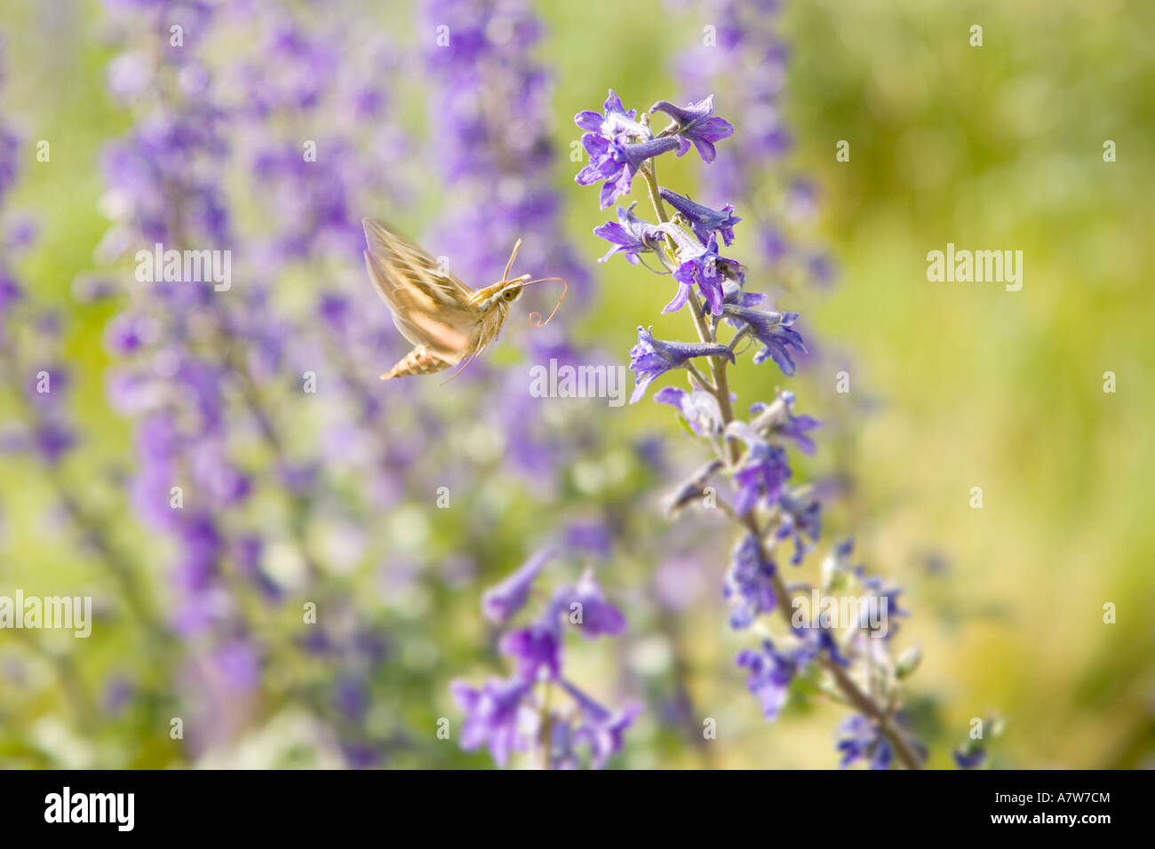 hummingbird moth flying over purple wild flowers Coconino National ...