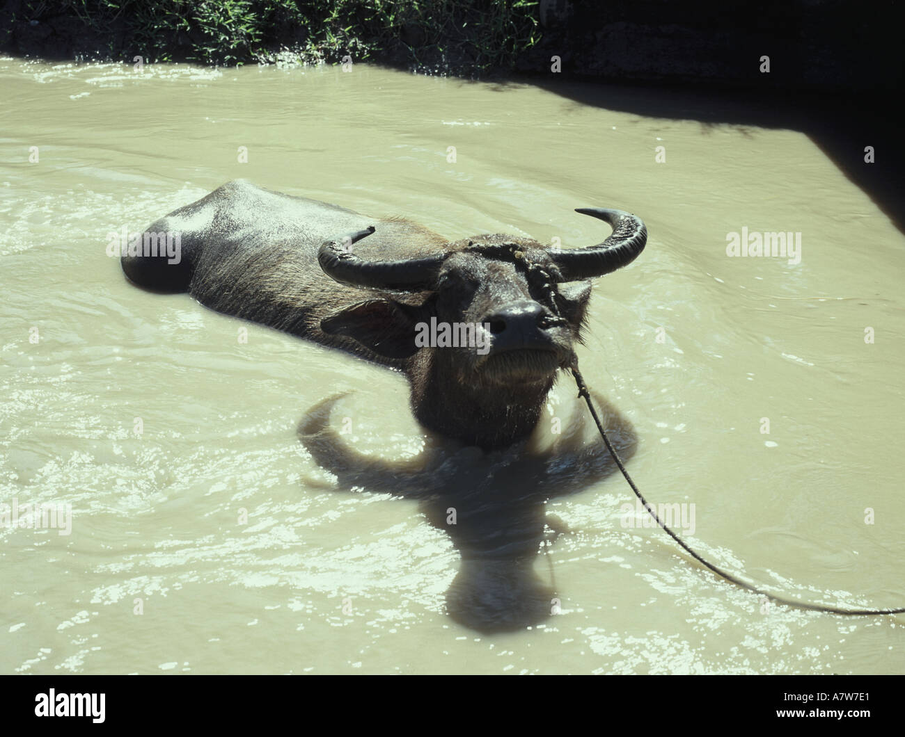 Water buffalo carabao in philippines hi-res stock photography and ...