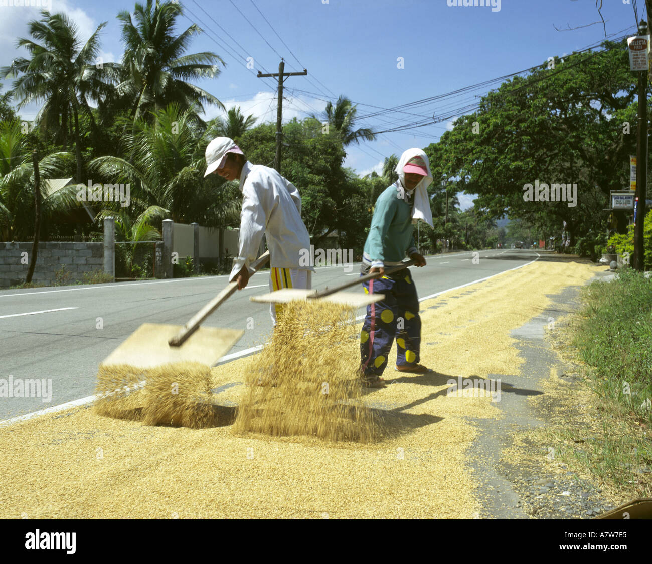 Philippines drying rice grain by roadside Stock Photo - Alamy