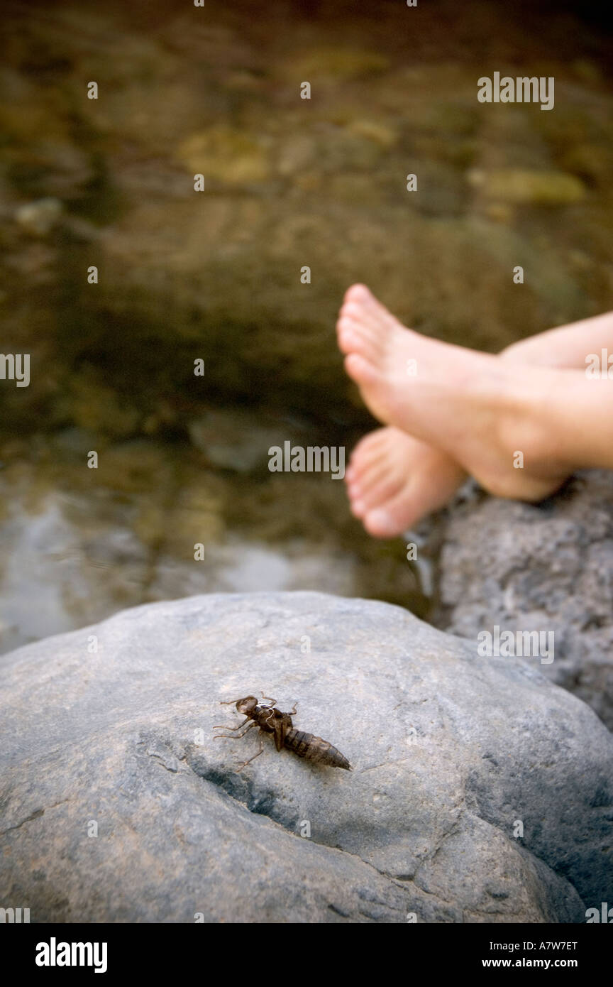 Dragonfly nymph shell on rock and child s feet by creek Oak Creek ...