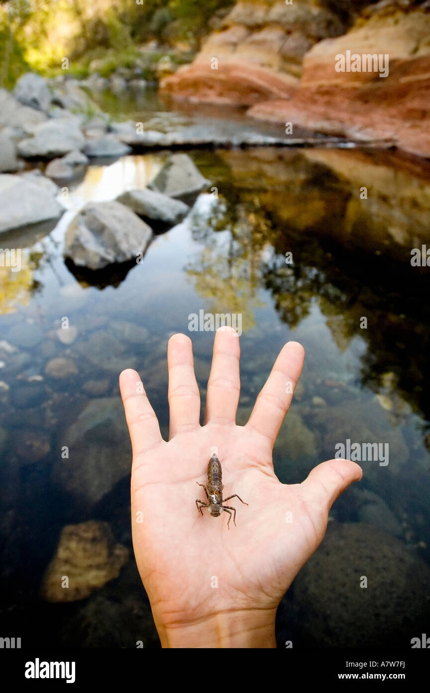 Dragonfly nymph shell on man s hand by creek Oak Creek Canyon Coconino ...