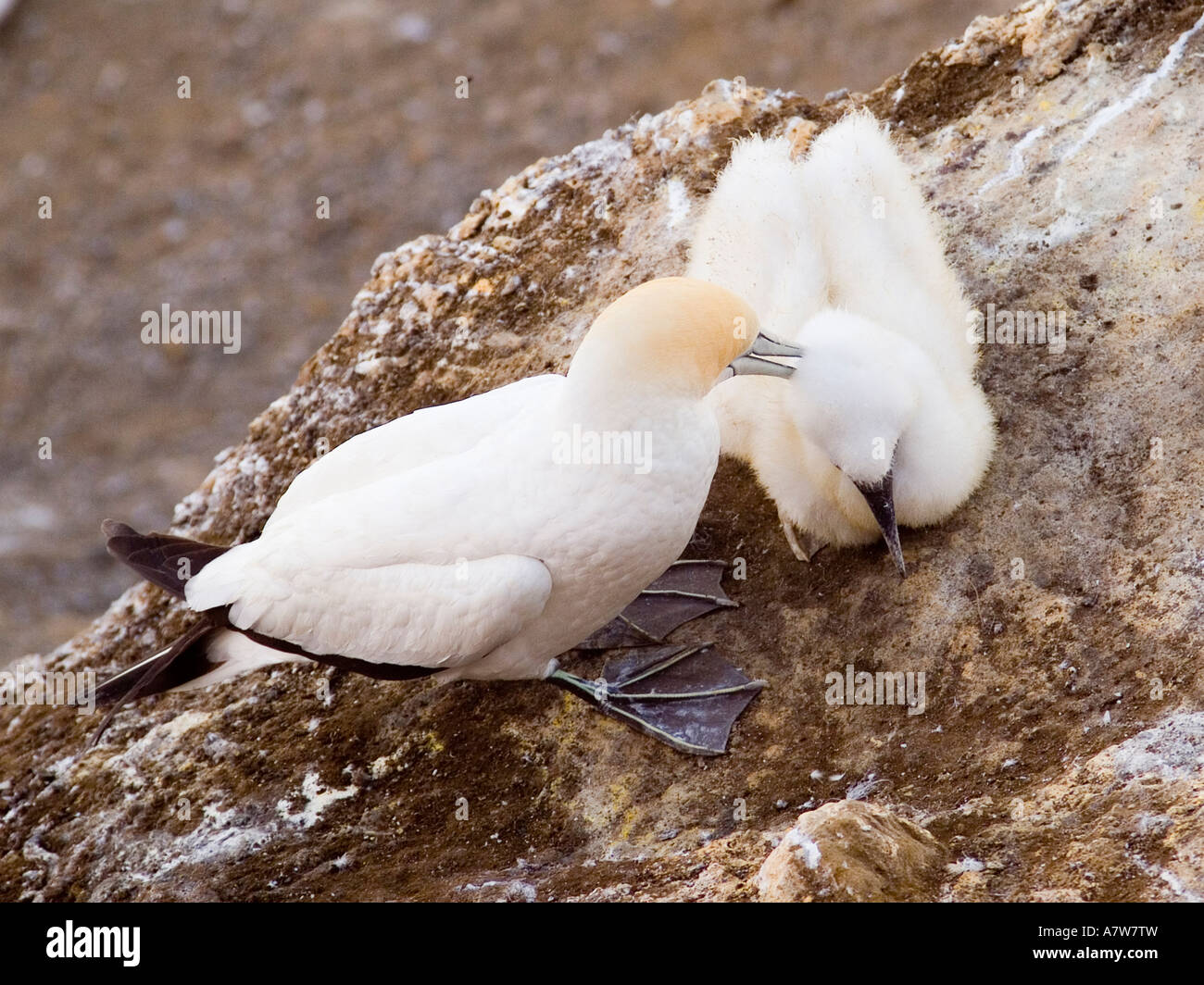 A parent gannet preens its chick after feeding it at the gannet colony ...