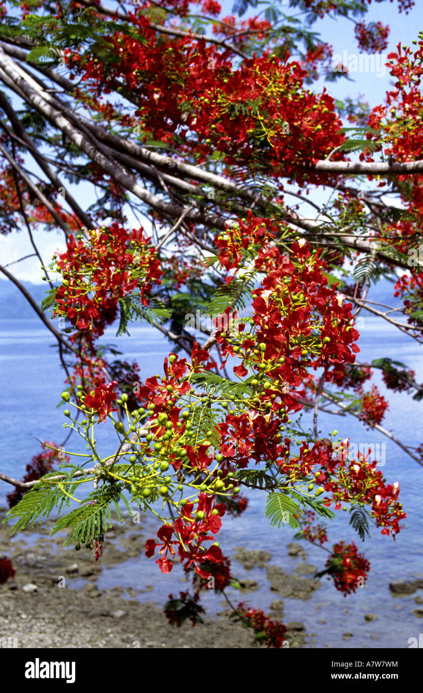 Flower of Galala tree Ambon island Moluccas islands Indonesia Stock ...