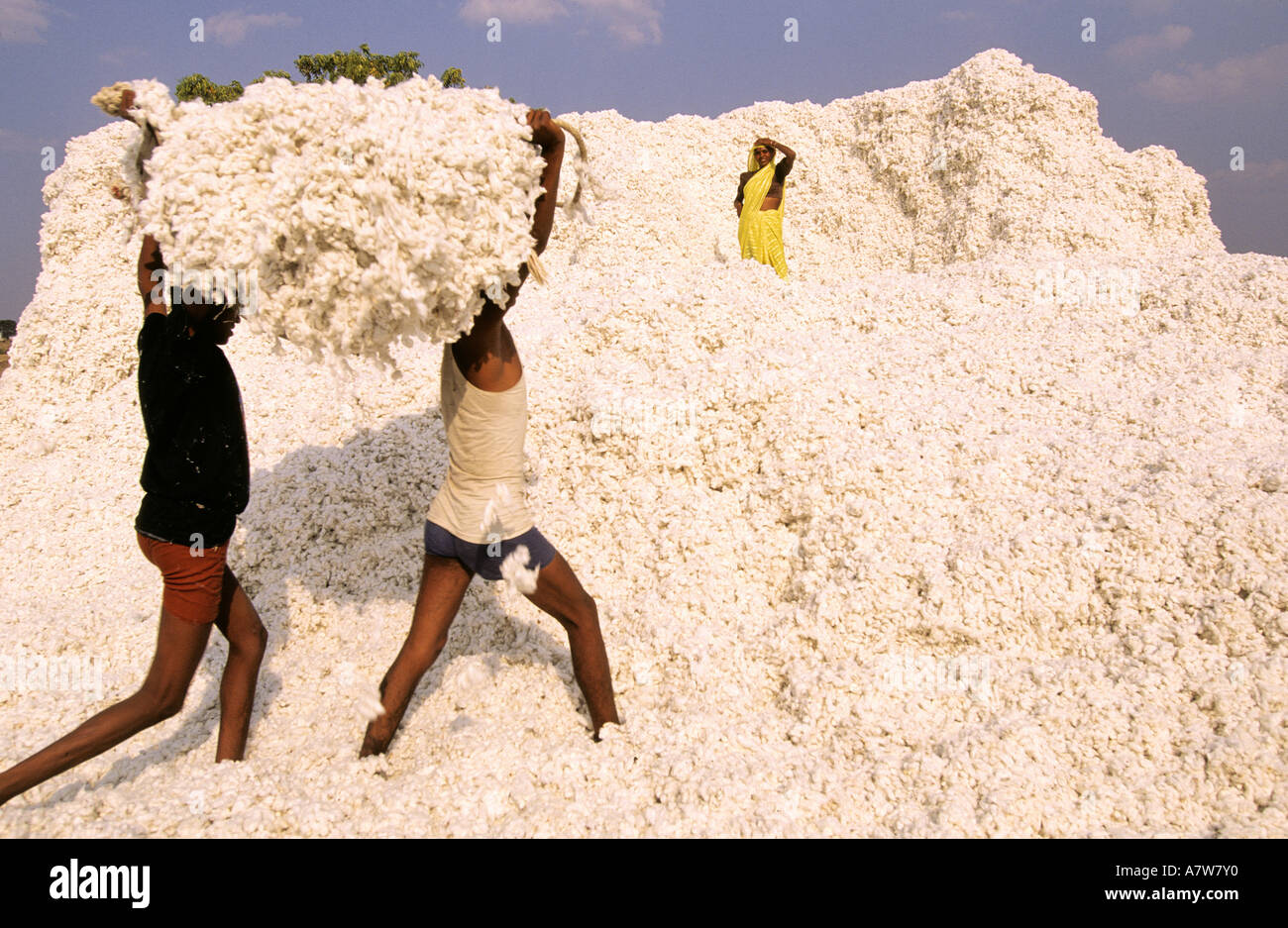 India, Maharashtra State, cotton market near Ajanta Stock Photo - Alamy