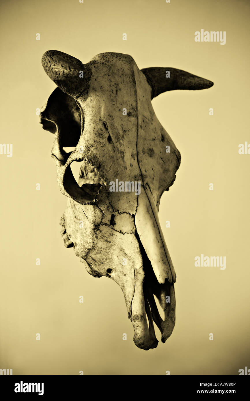 Weird cow hi-res stock photography and images - Alamy