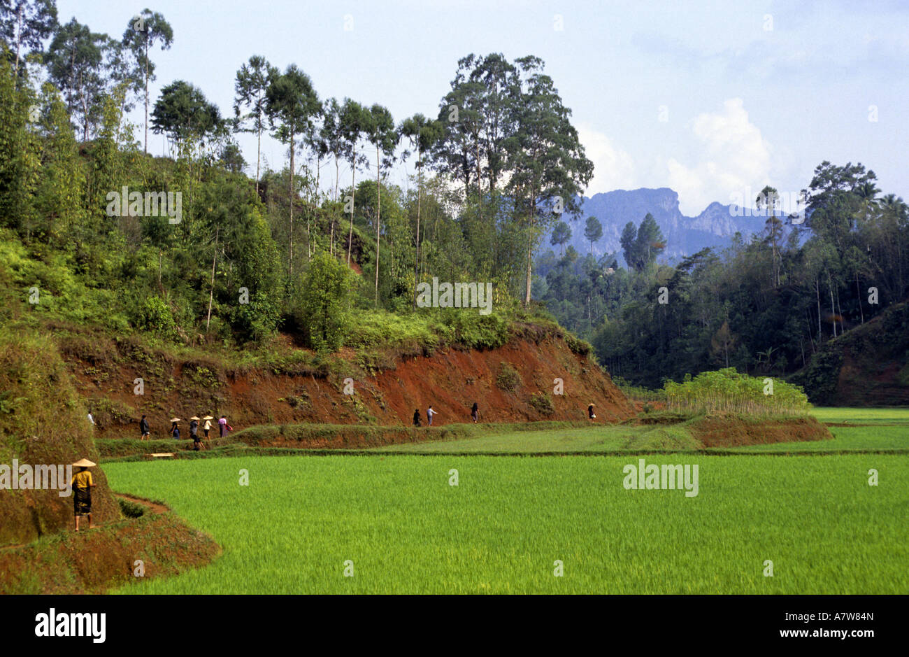 Cultivation in Tanatoraja Torajaland Sulawesi Indonesia Stock Photo - Alamy