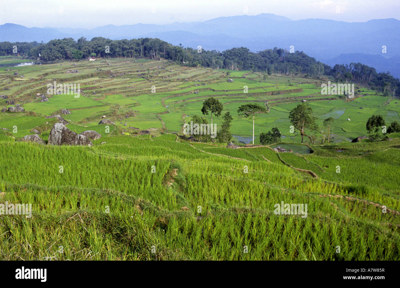Cultivation in Tanatoraja Torajaland Sulawesi Indonesia Stock Photo - Alamy