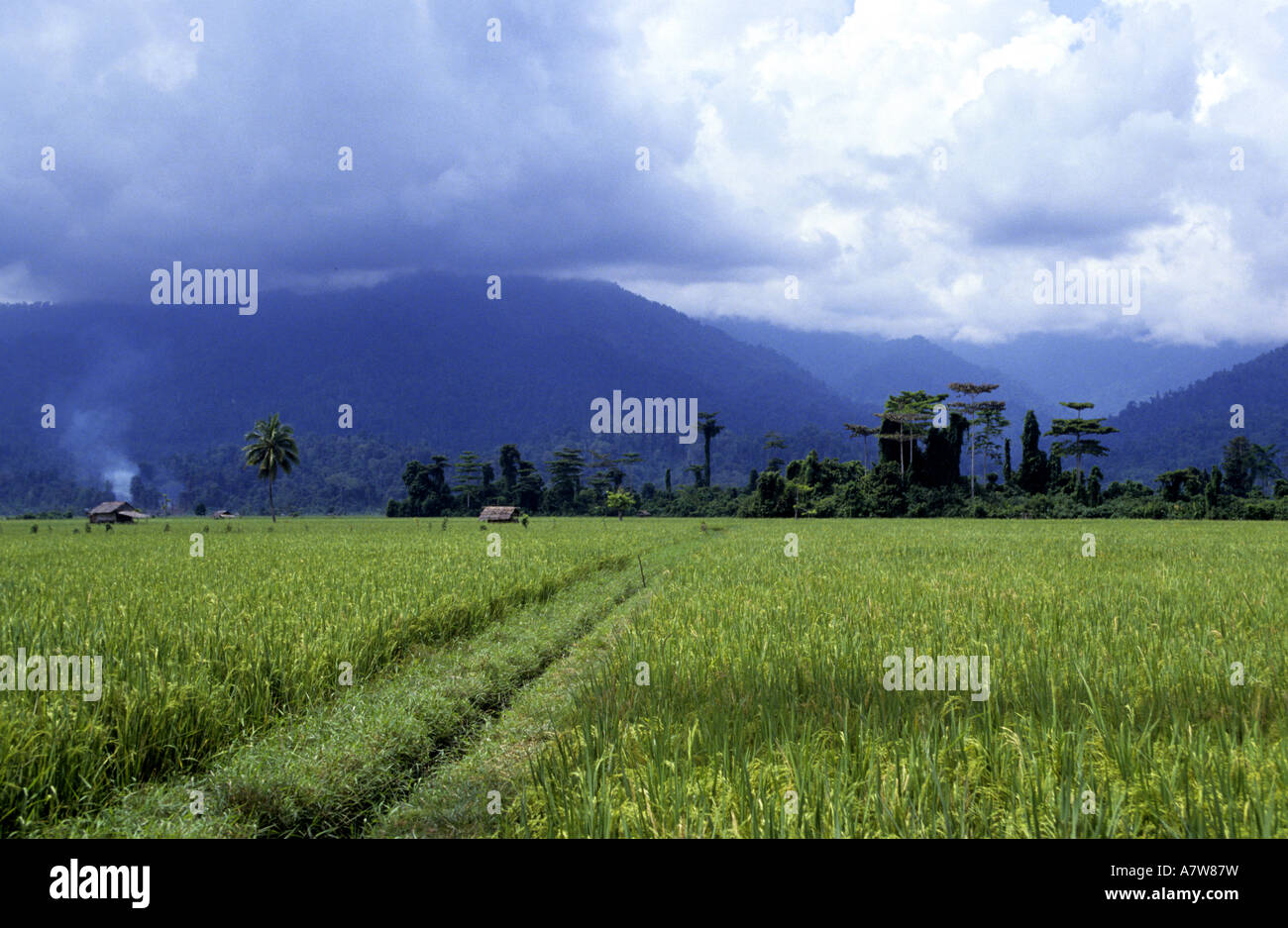 Cultivation in Tanatoraja Torajaland Sulawesi Indonesia Stock Photo - Alamy