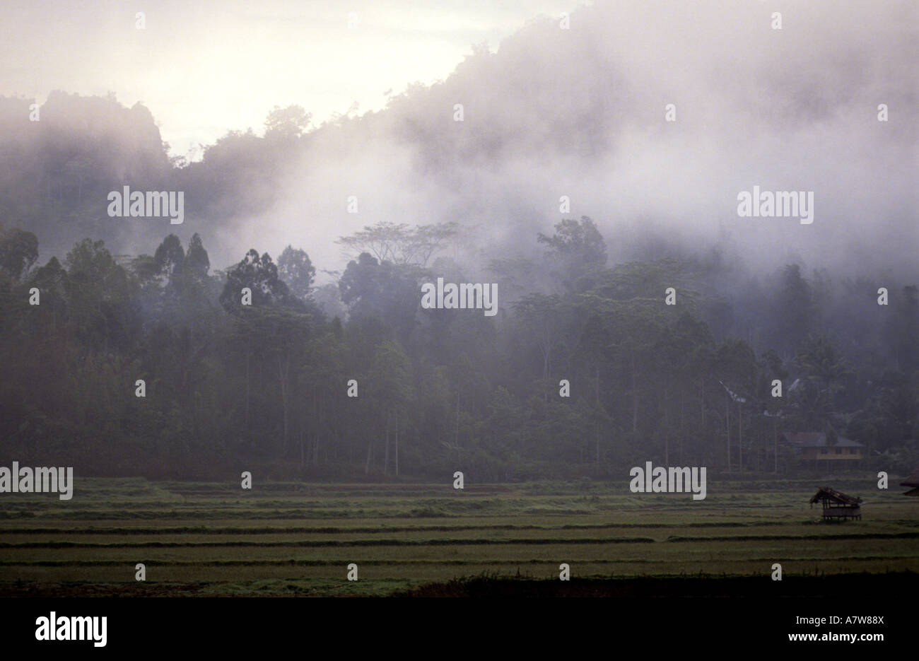 Torajaland hi-res stock photography and images - Alamy