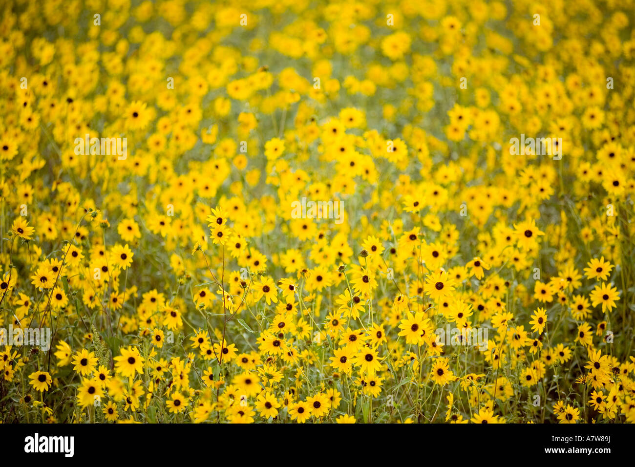 Wild sunflower field Bonito Park Sunset Crater National Monument ...