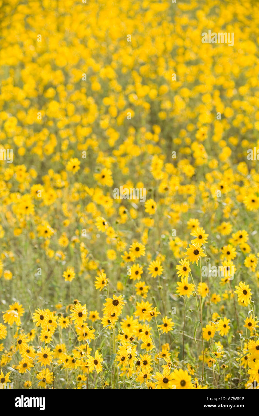 Wild sunflower field Bonito Park Sunset Crater National Monument ...