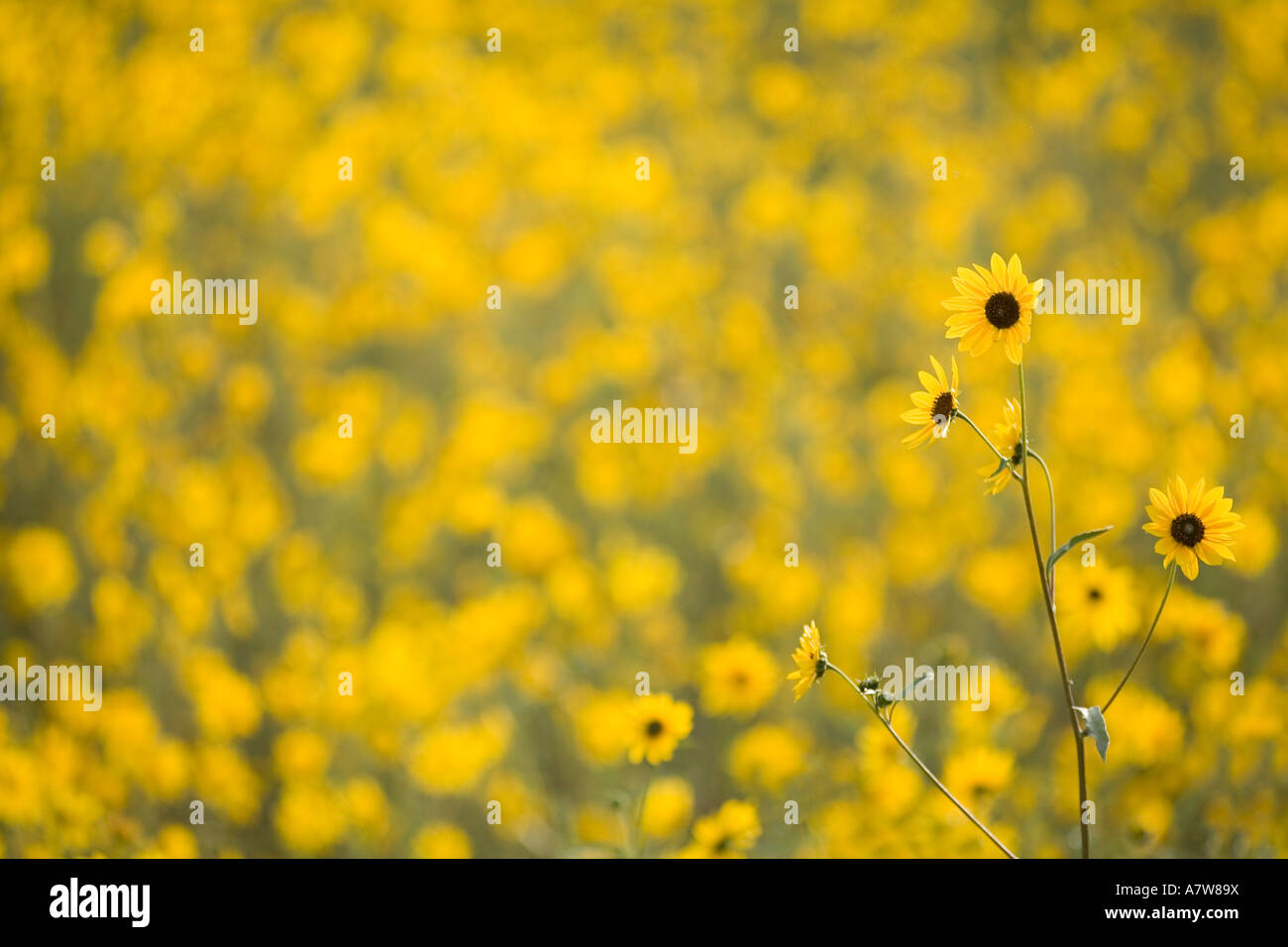 Wild sunflower field Bonito Park Sunset Crater National Monument ...