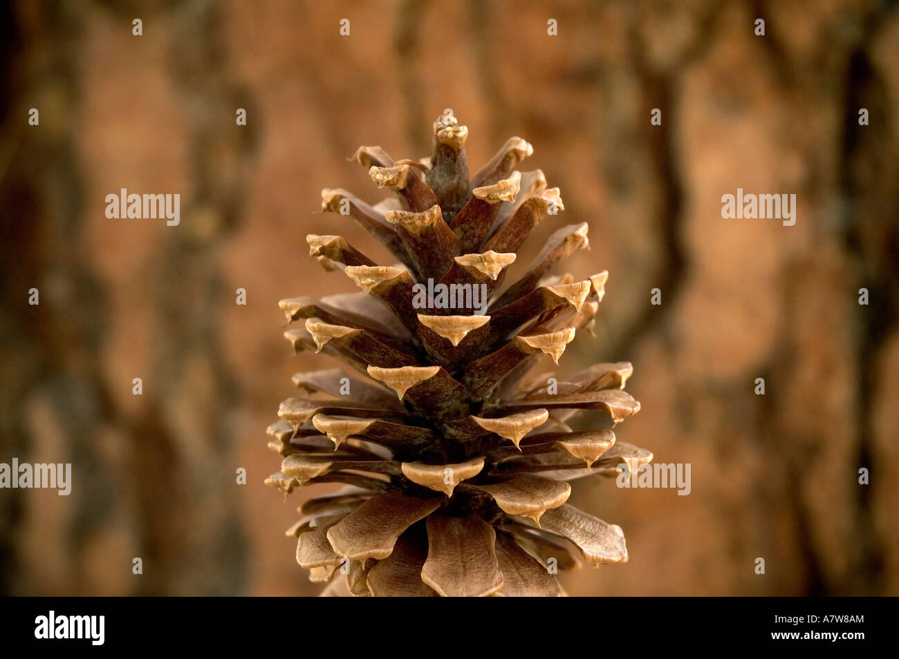 Corn Life Cycle High Resolution Stock Photography and Images - Alamy