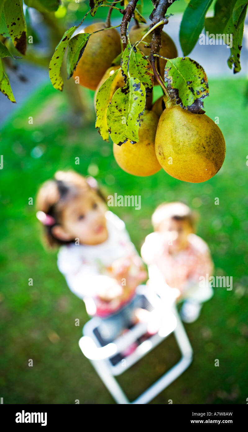 Child reaches up for pears on tree Stock Photo - Alamy