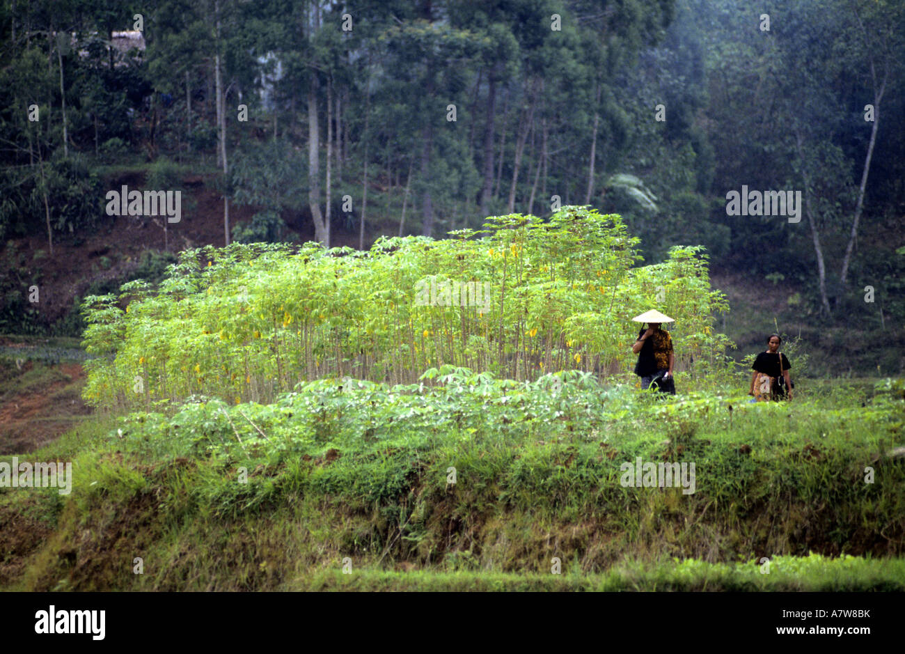 Farmers of Tanatoraja Torajaland Sulawesi Indonesia Stock Photo - Alamy