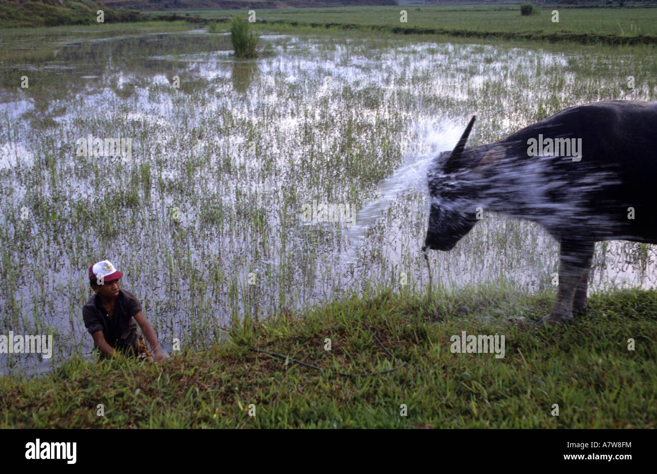 Water buffalo in Tanatoraja Torajaland Sulawesi Indonesia Stock Photo ...