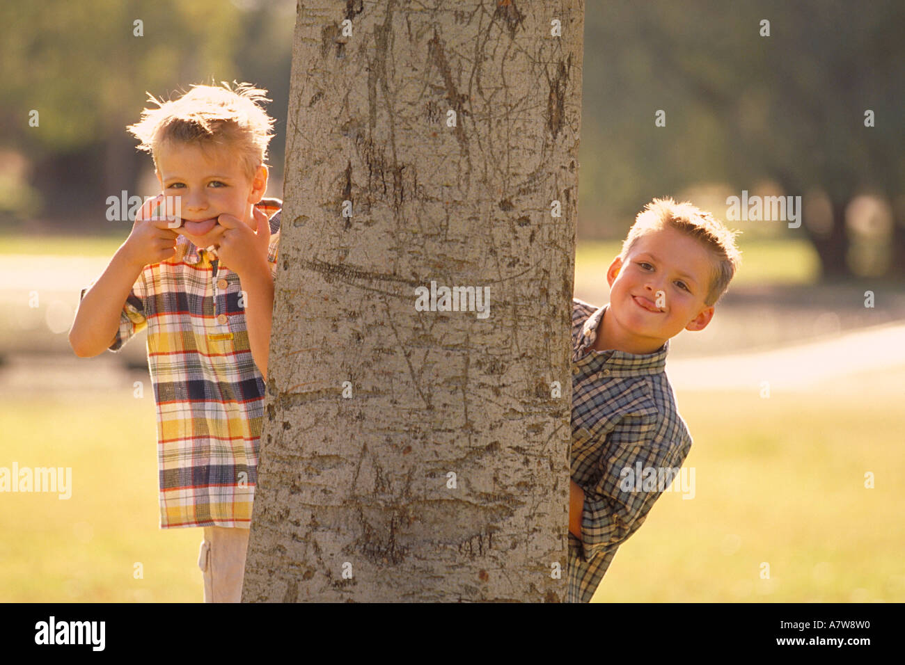 portrait of two blond 8 year old boys hiding behind a tree trunk Stock ...