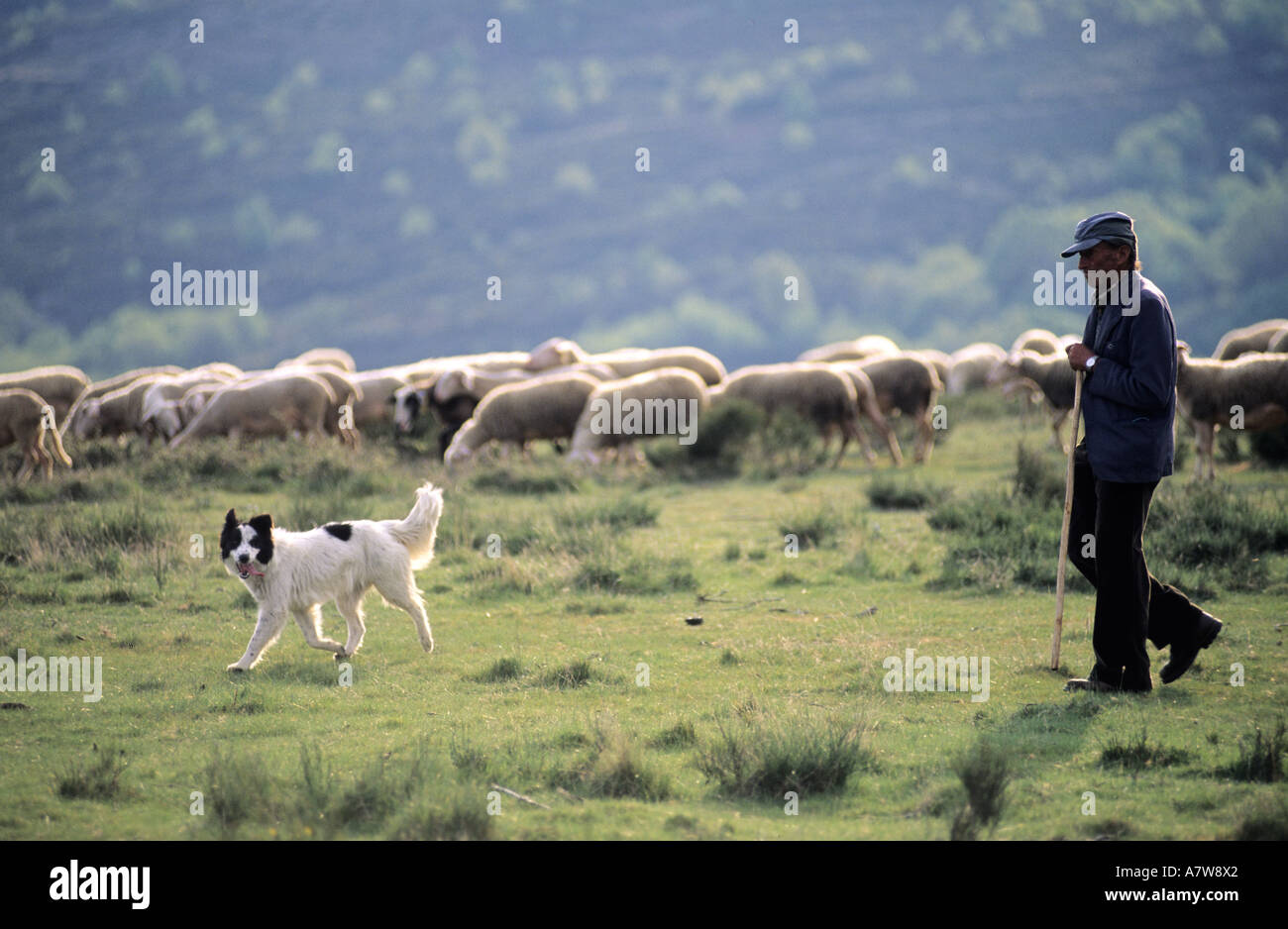 France, Lozere, Cevennes National Park, a shepherd and his dog looking ...
