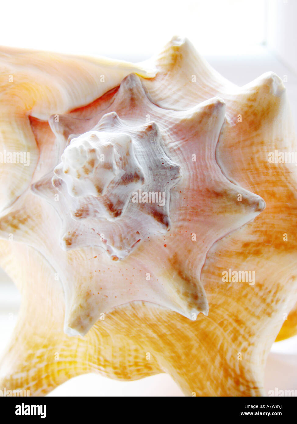 Shell with spines hi-res stock photography and images - Alamy