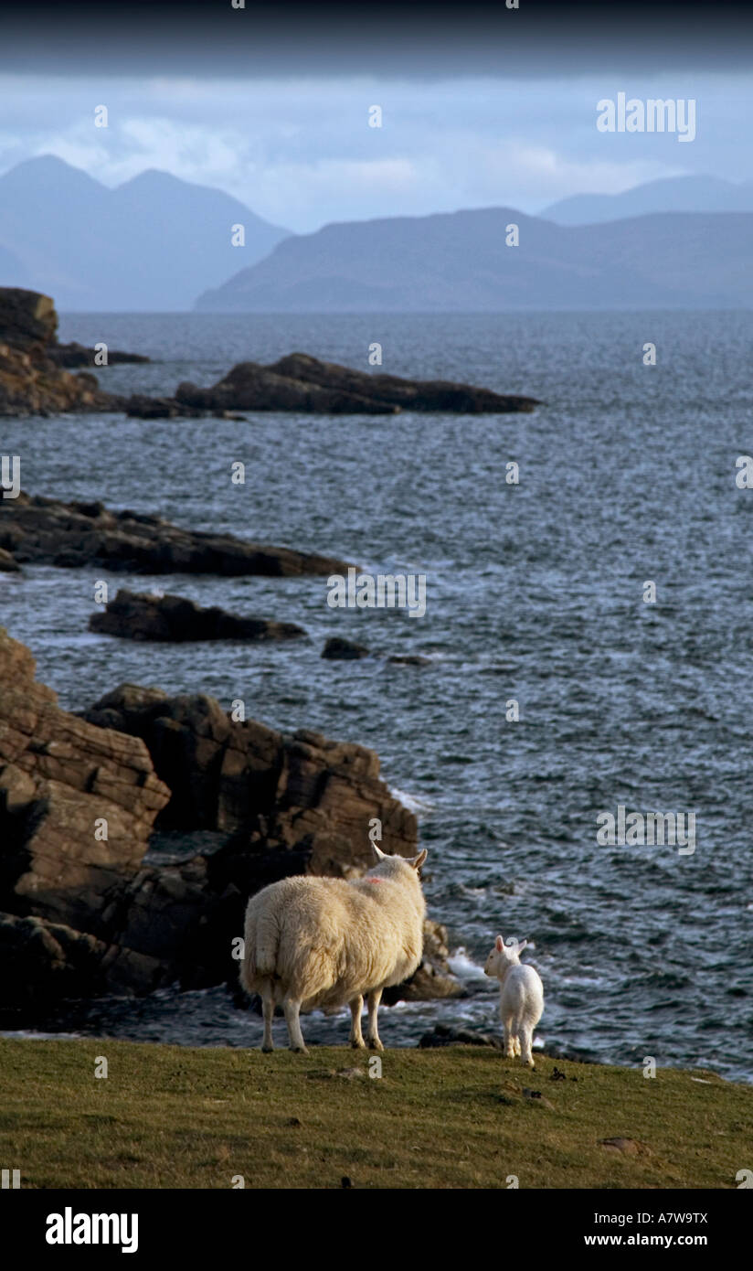 Sheep sound hi-res stock photography and images - Alamy