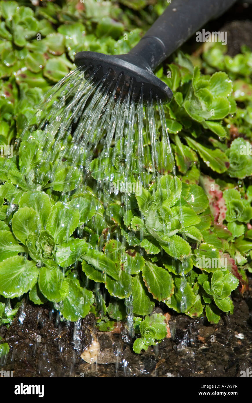 Watering can with rose spout hi-res stock photography and images - Alamy